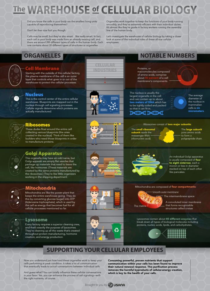 Infographic: Get to Know Your Cells