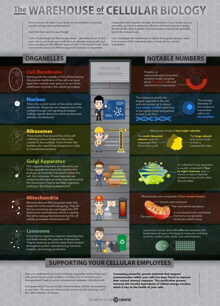 Infographic: Get to Know Your Cells