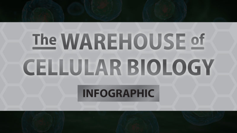 Infographic: Get to Know Your Cells